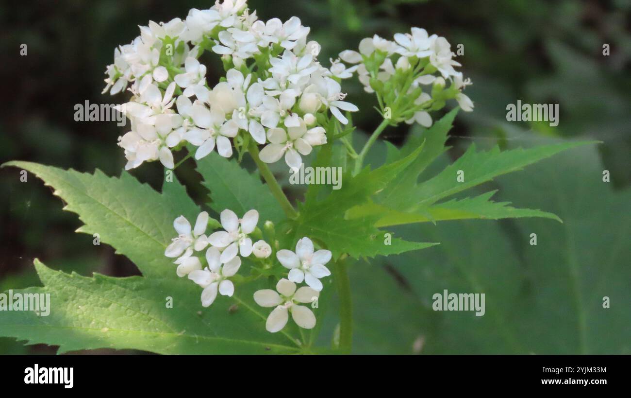 Glade Mallow (Napaea dioica Stock Photo - Alamy