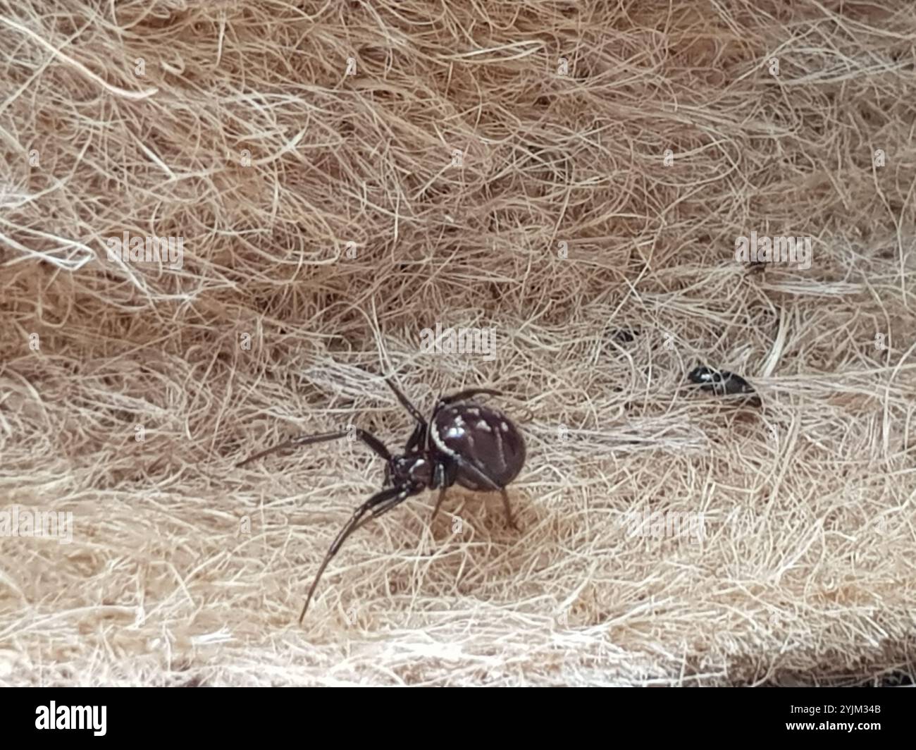 Black Cobweb Spider (Steatoda capensis Stock Photo - Alamy