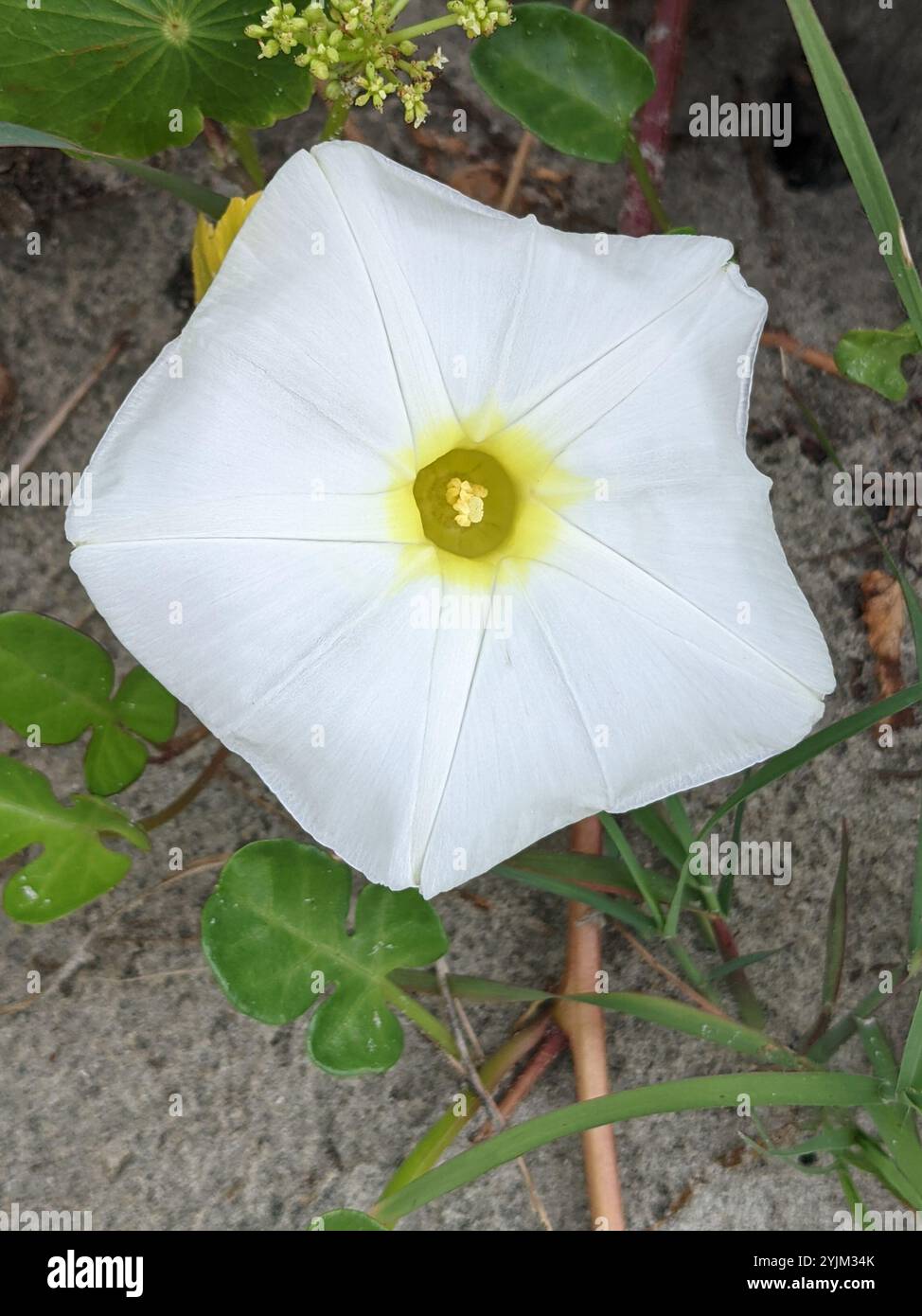 beach morning-glory (Ipomoea imperati Stock Photo - Alamy