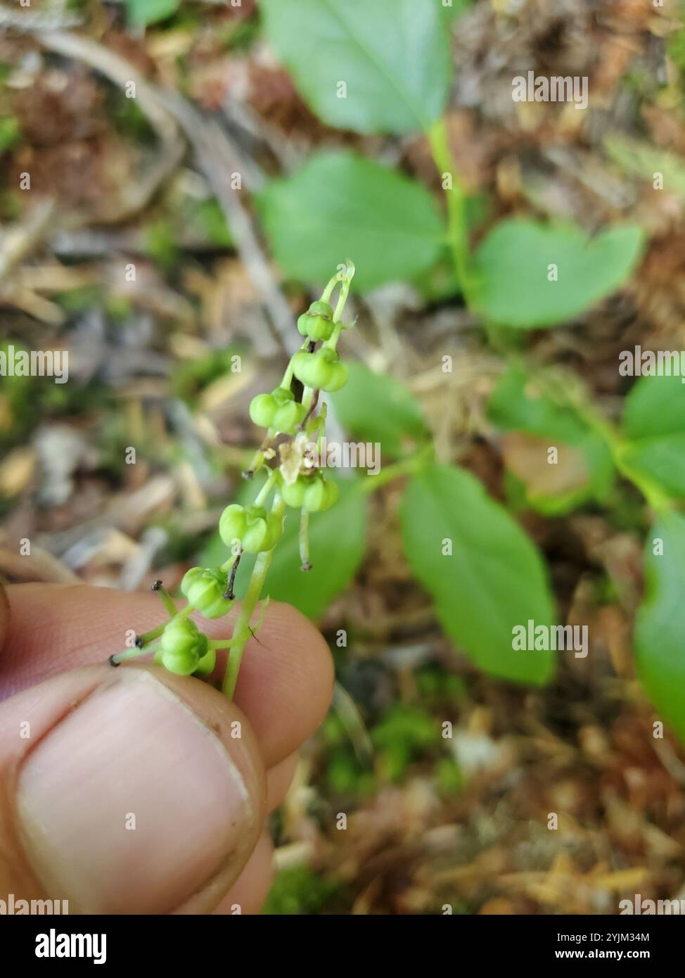 one-sided wintergreen (Orthilia secunda Stock Photo - Alamy