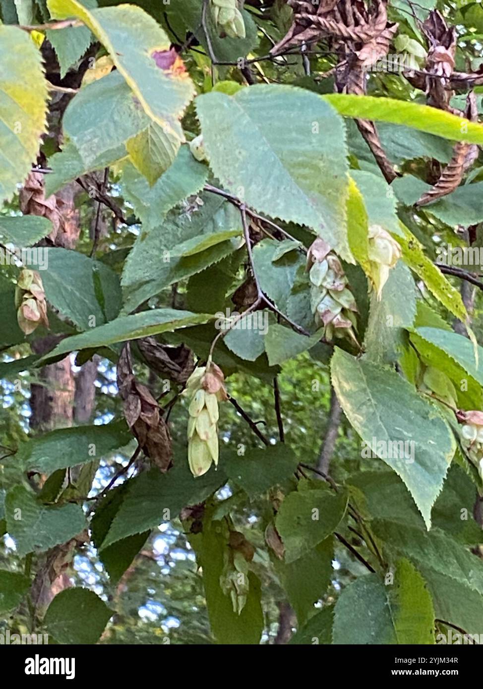 American hophornbeam (Ostrya virginiana Stock Photo - Alamy