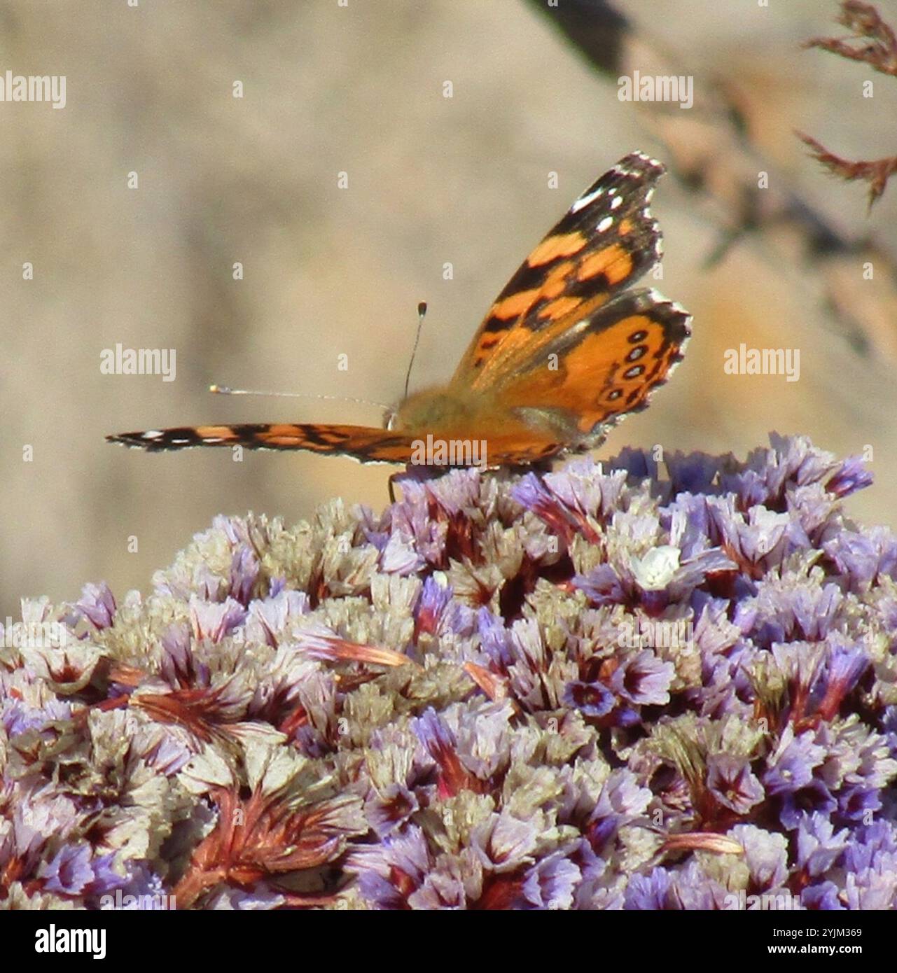 West Coast Lady (Vanessa annabella Stock Photo - Alamy