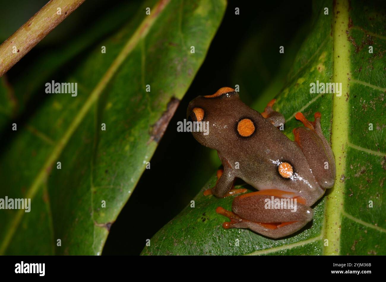 argus reed frog (Hyperolius argus Stock Photo - Alamy