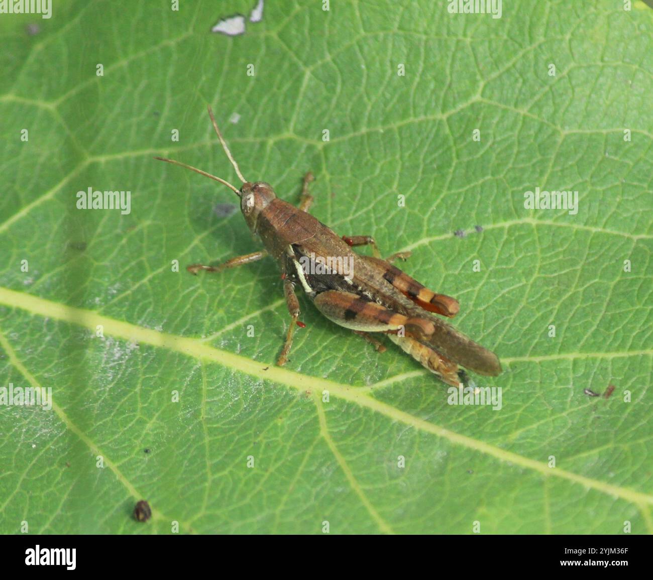 Diabolocatantops pinguis hi-res stock photography and images - Alamy