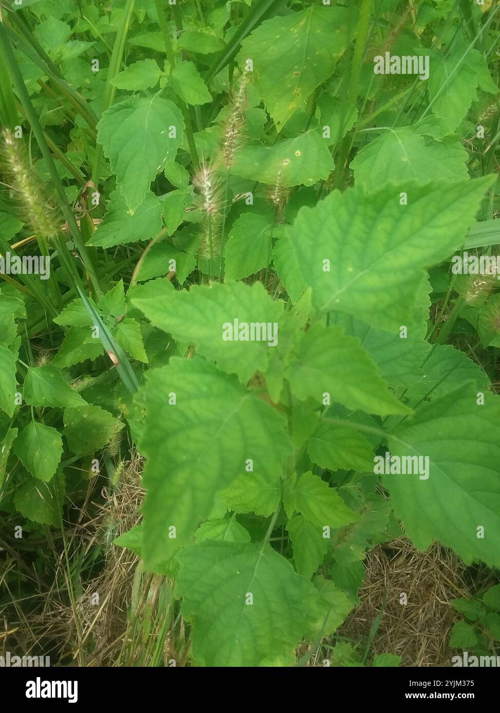 Tropical Bushmint (Hyptis mutabilis Stock Photo - Alamy