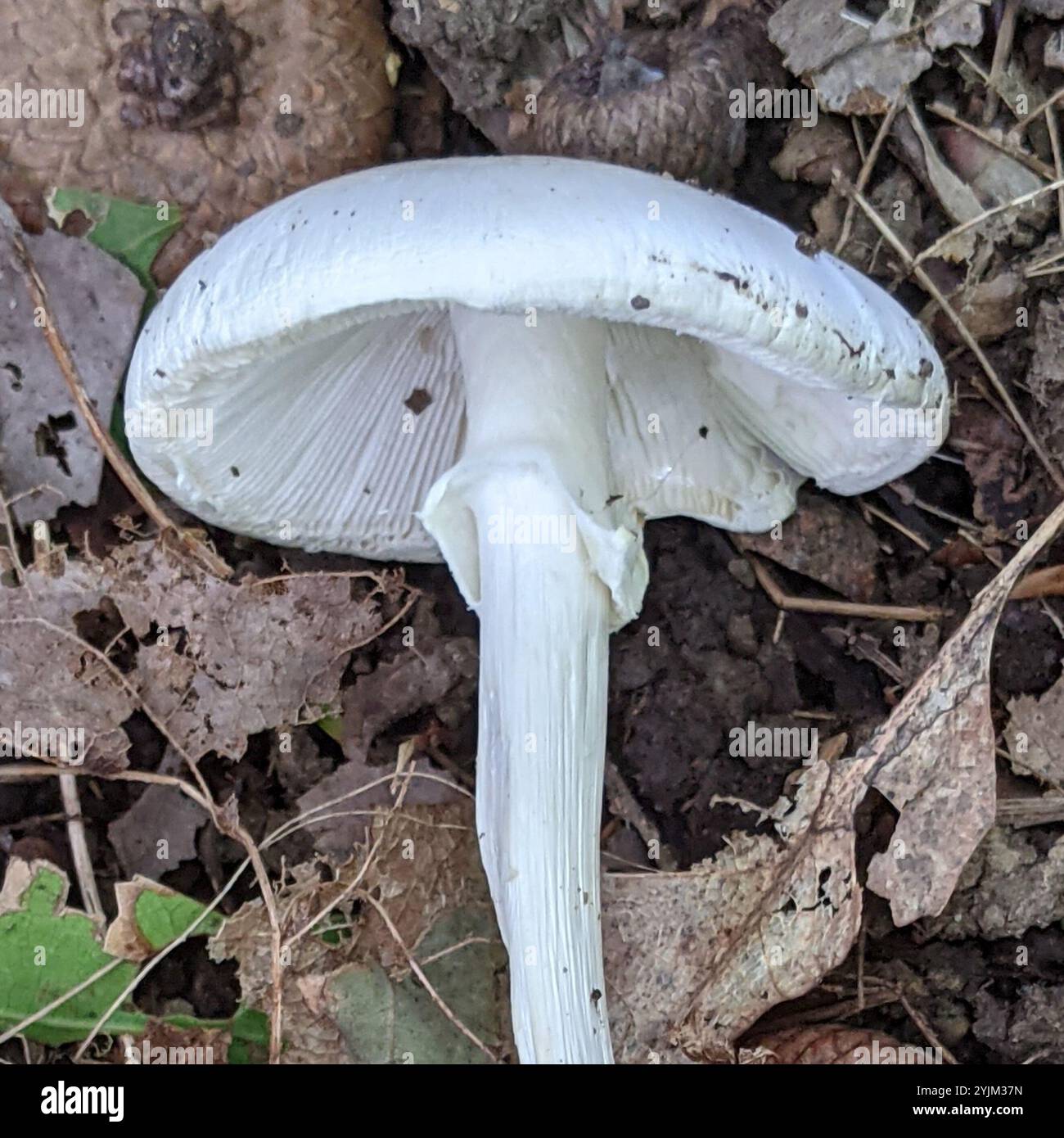 Phalloideae hi-res stock photography and images - Alamy