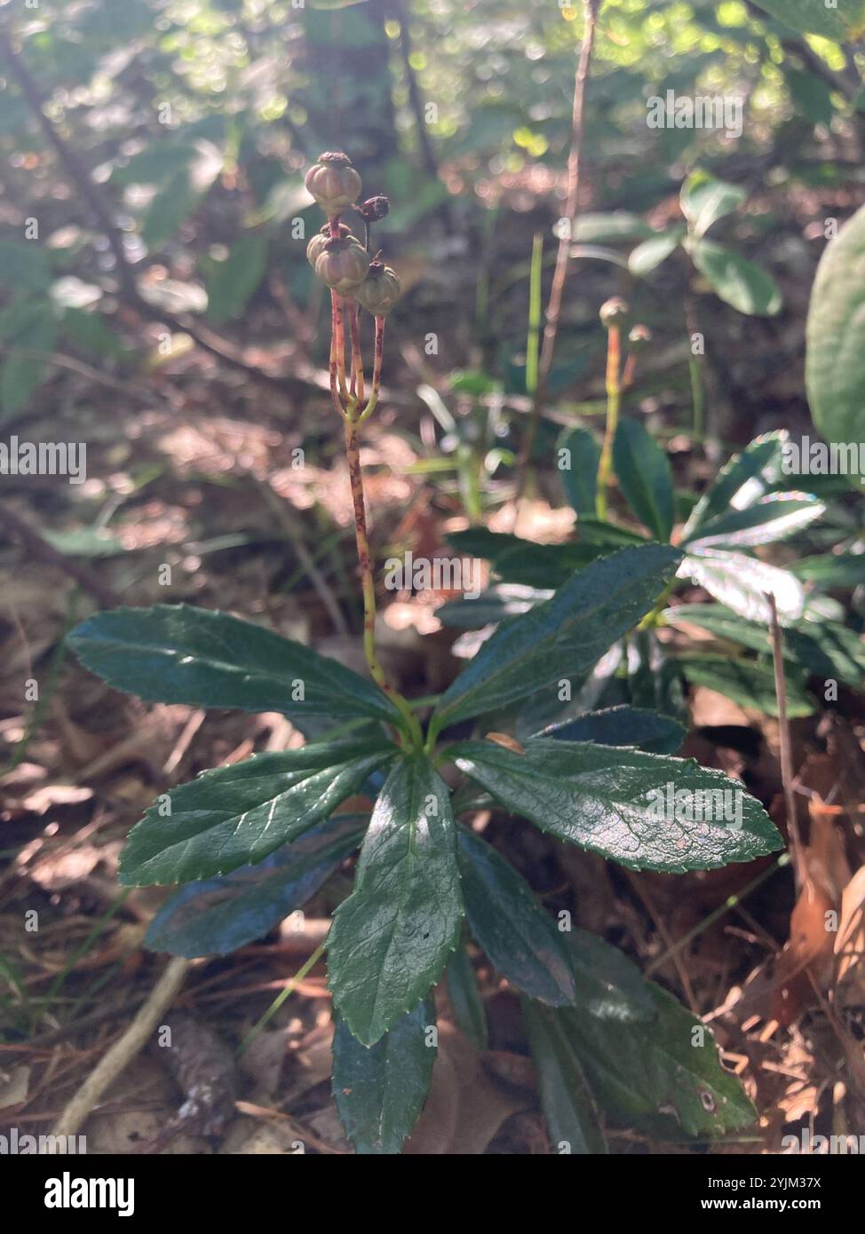 pipsissewa (Chimaphila umbellata Stock Photo - Alamy