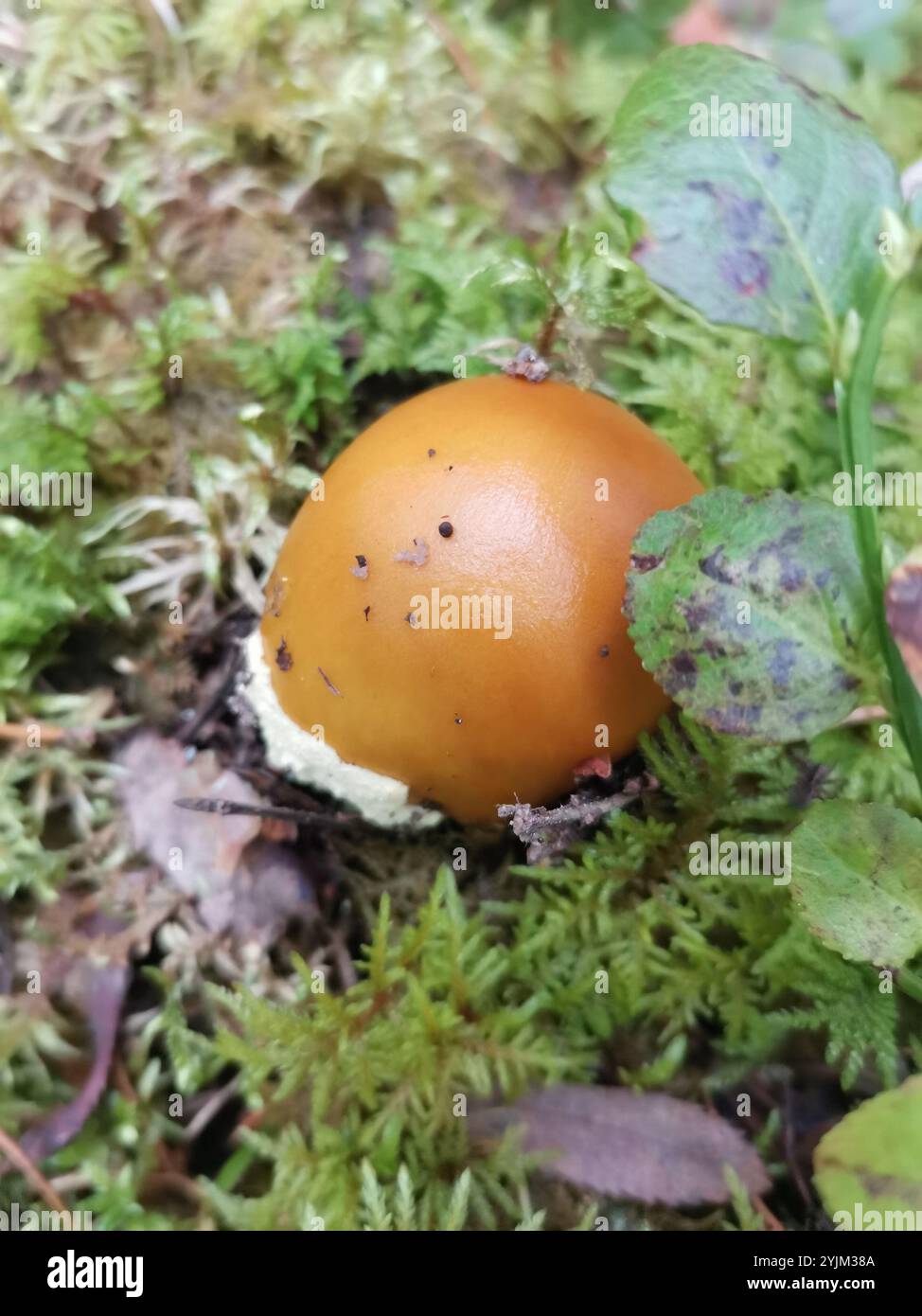 Orange grisette amanita crocea hi-res stock photography and images - Alamy