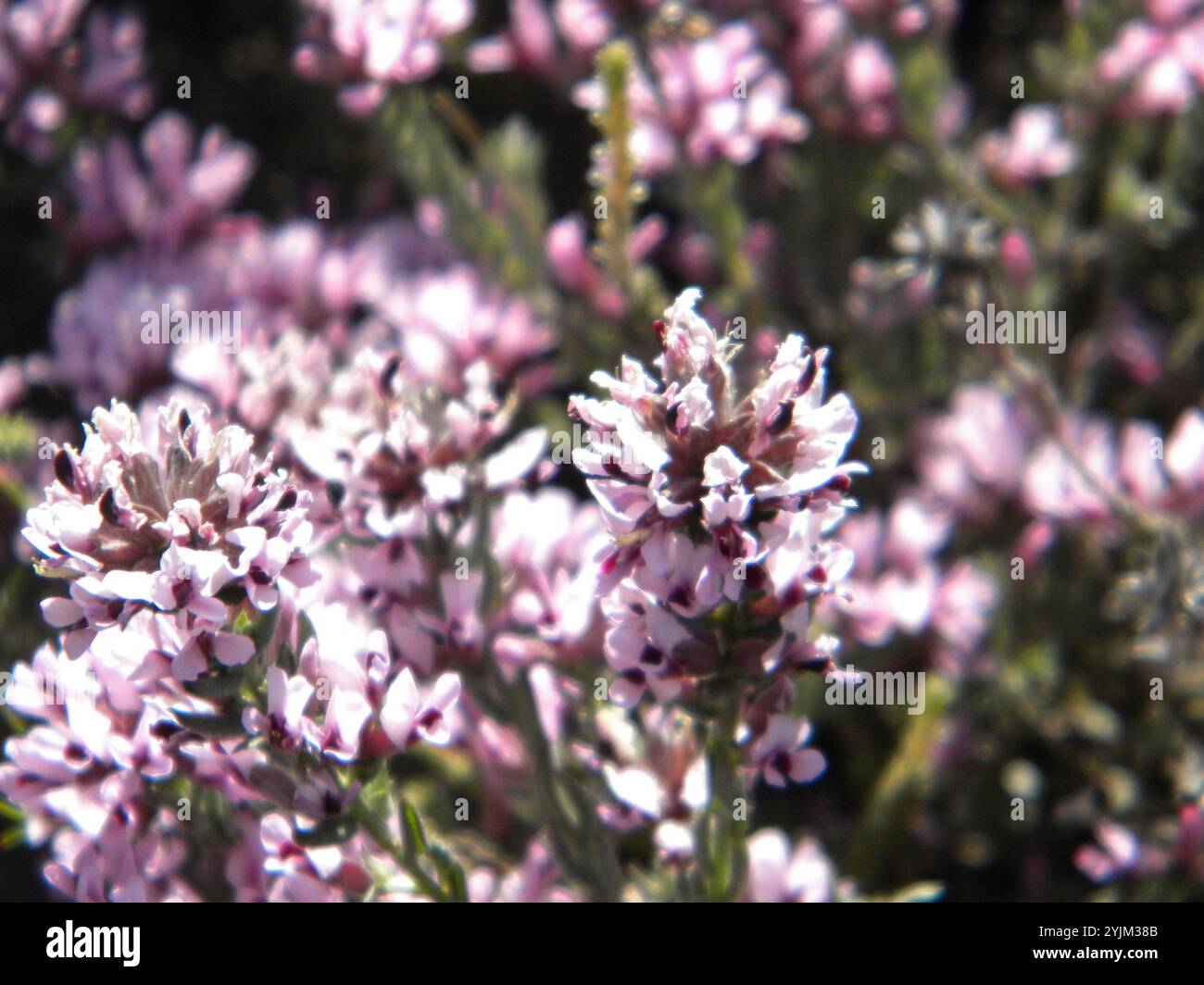Ericoid Amphithalea (Amphithalea ericifolia Stock Photo - Alamy