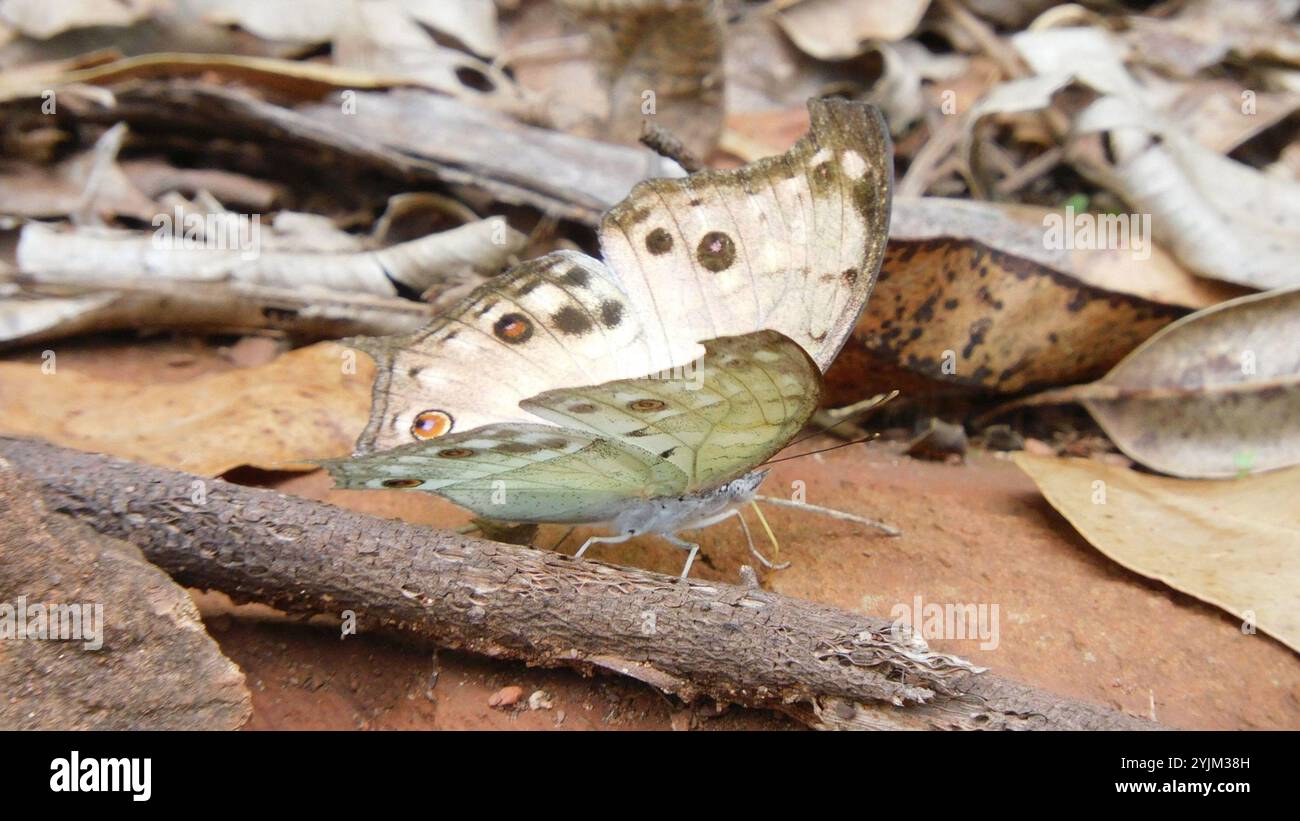 Common Mother-of-Pearl (Protogoniomorpha parhassus Stock Photo - Alamy