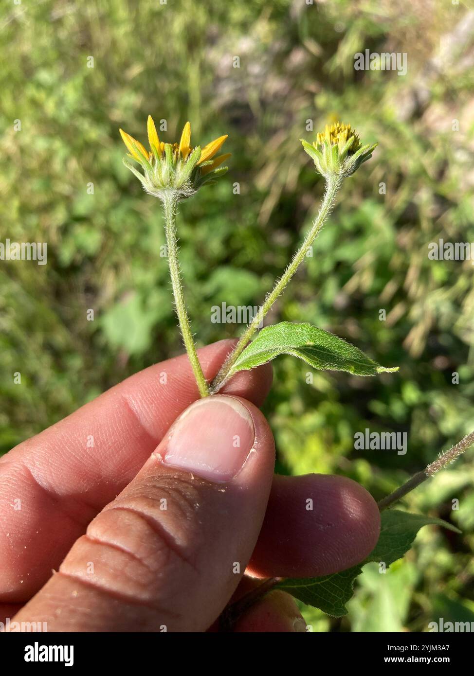 Toothleaf Goldeneye (Viguiera dentata Stock Photo - Alamy