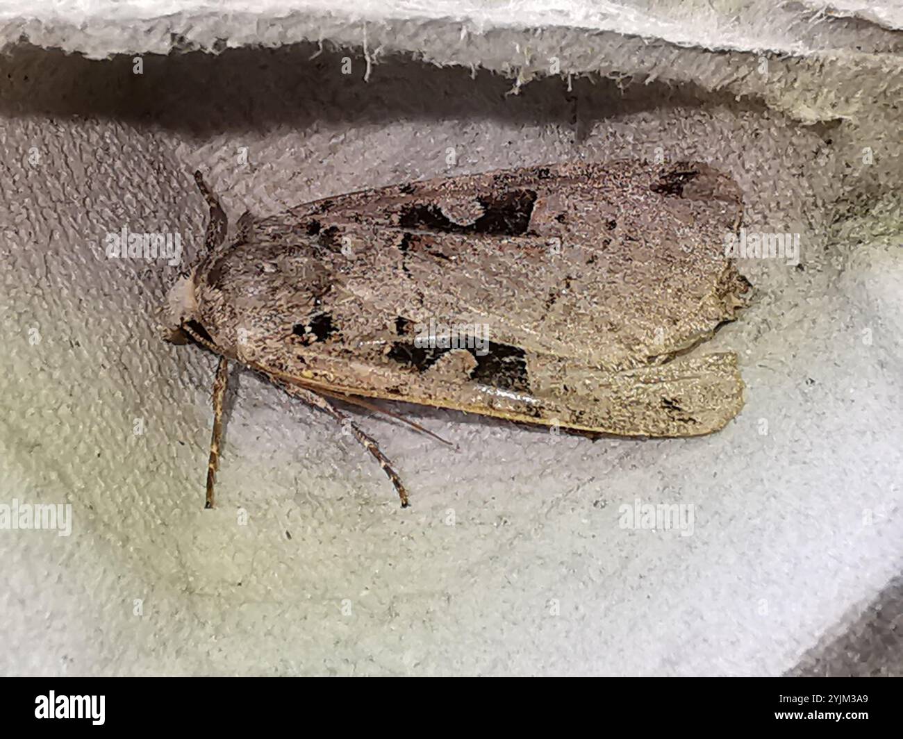 Double Square-spot (Xestia triangulum Stock Photo - Alamy