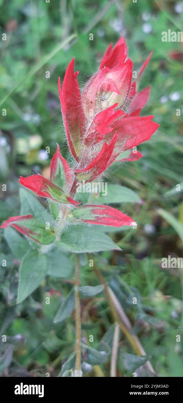 giant red Indian paintbrush (Castilleja miniata Stock Photo - Alamy