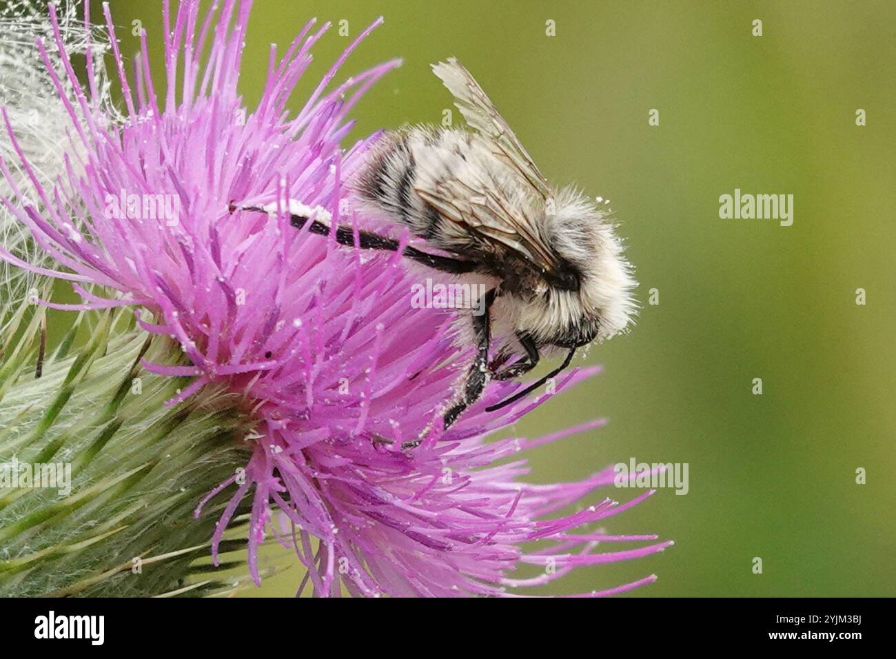 Yellow-Fronted Bumble Bee (Bombus flavifrons Stock Photo - Alamy