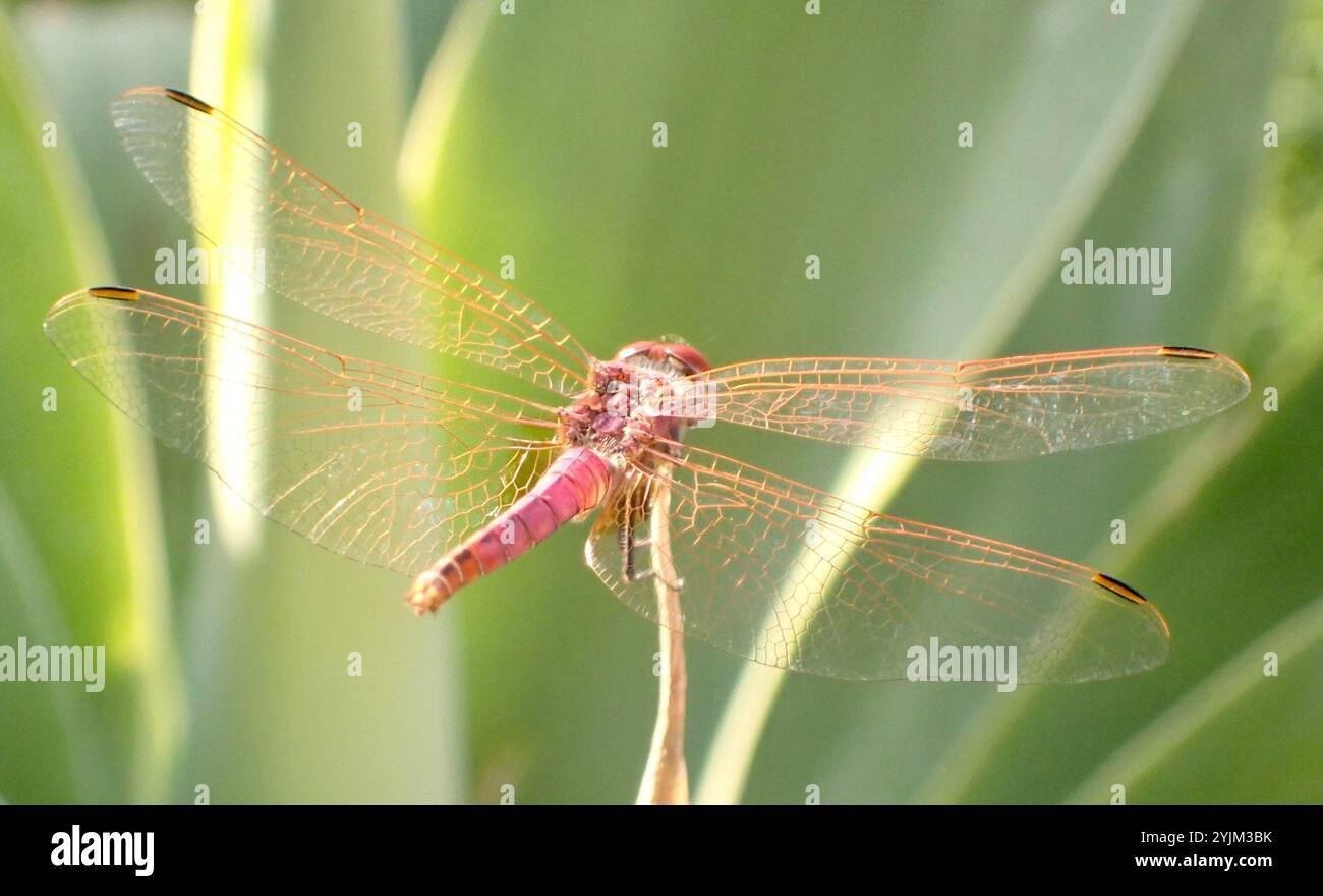 Violet Dropwing (Trithemis annulata Stock Photo - Alamy