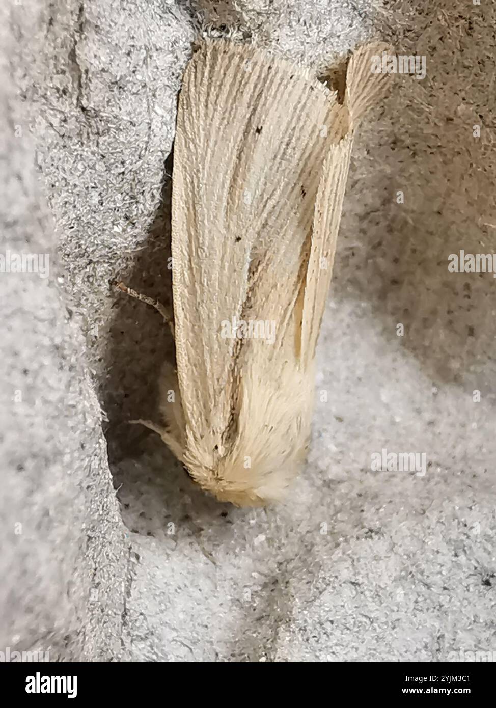 Smoky wainscot hi-res stock photography and images - Alamy