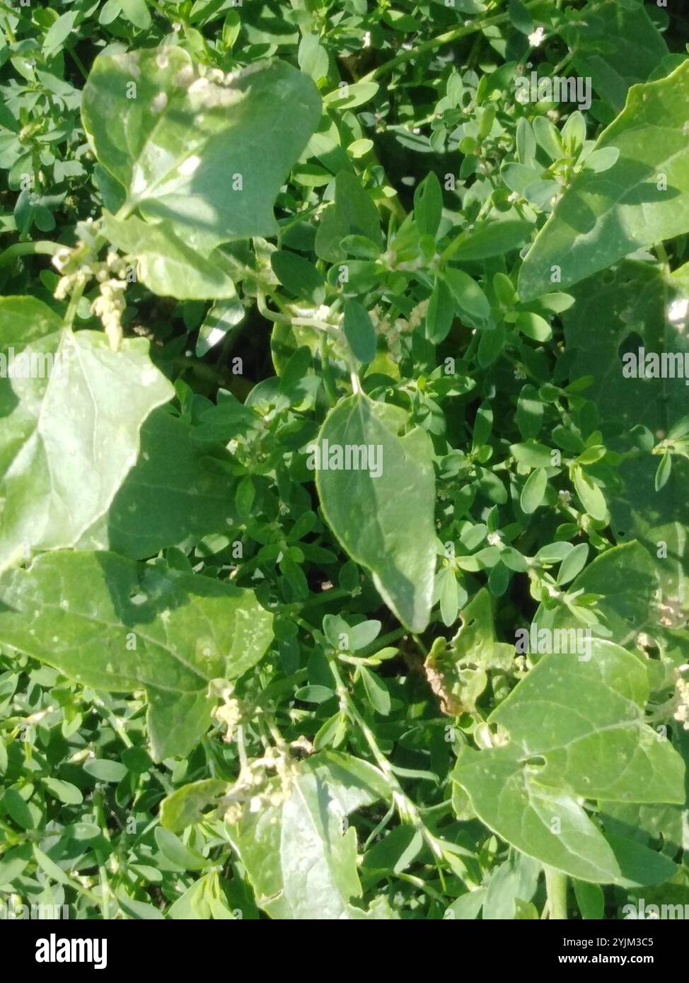 Subfamily chenopodioideae hi-res stock photography and images - Alamy