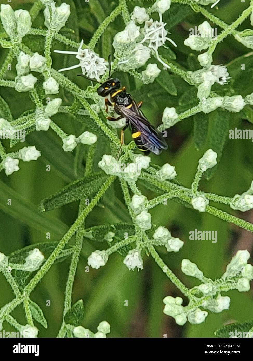 Hump-backed Beewolf (Philanthus gibbosus Stock Photo - Alamy