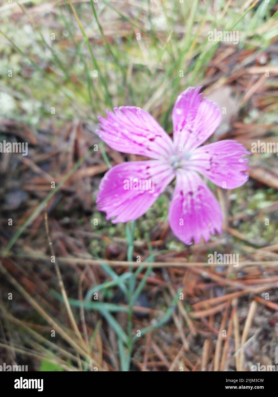 Chinese-pink (Dianthus chinensis Stock Photo - Alamy