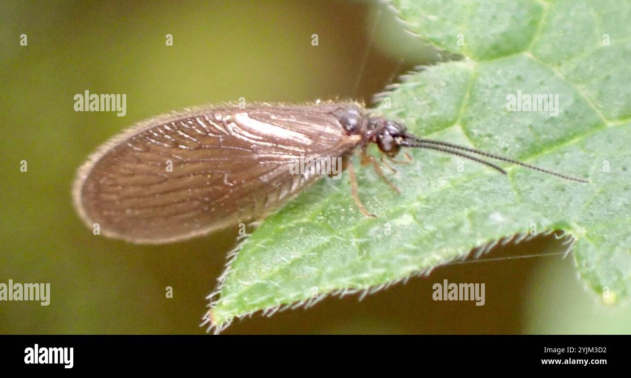 Sisyra nigra hi-res stock photography and images - Alamy