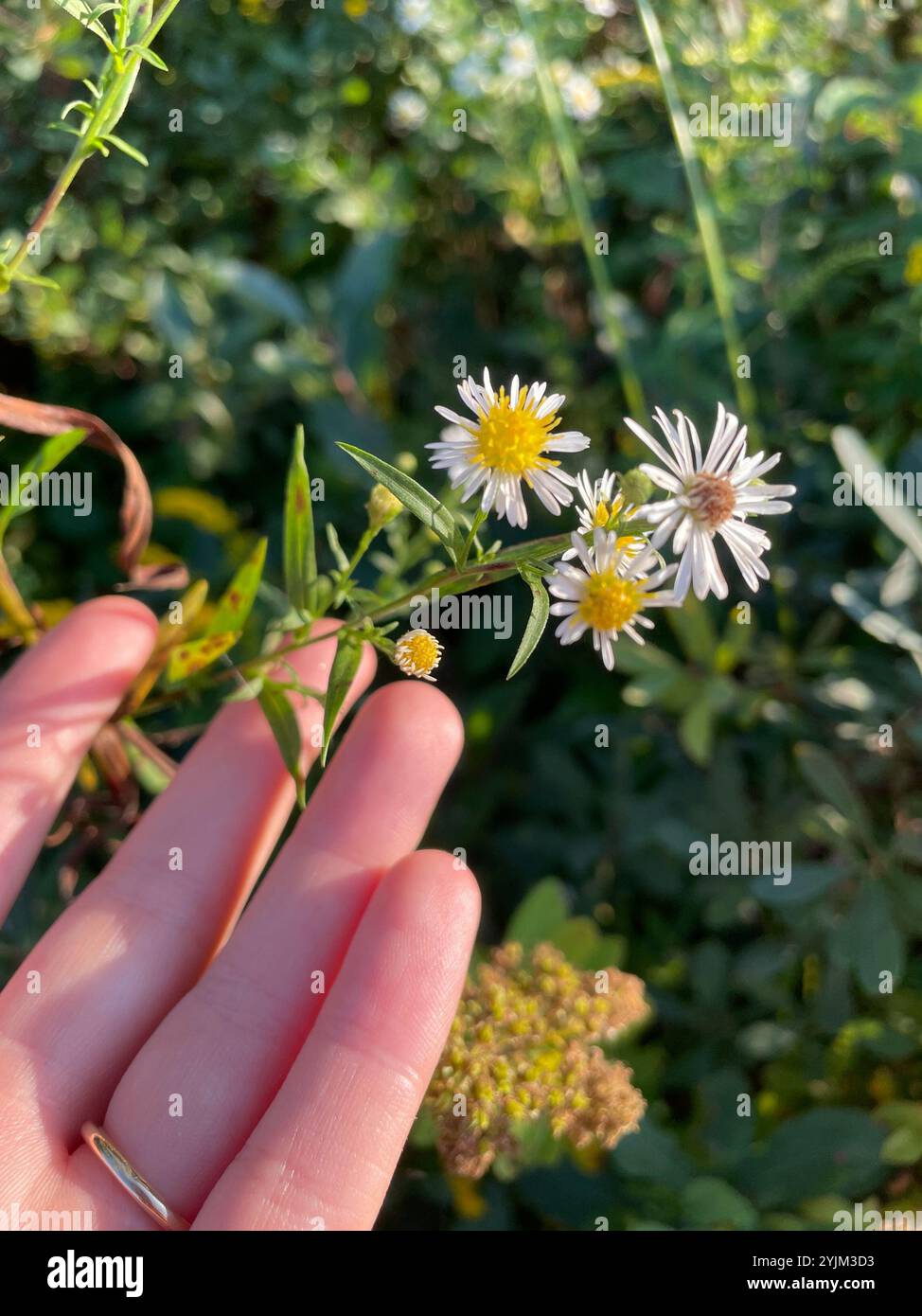 panicled aster (Symphyotrichum lanceolatum Stock Photo - Alamy
