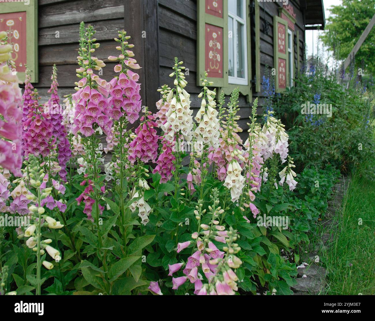 Digitalis blumen hi-res stock photography and images - Alamy