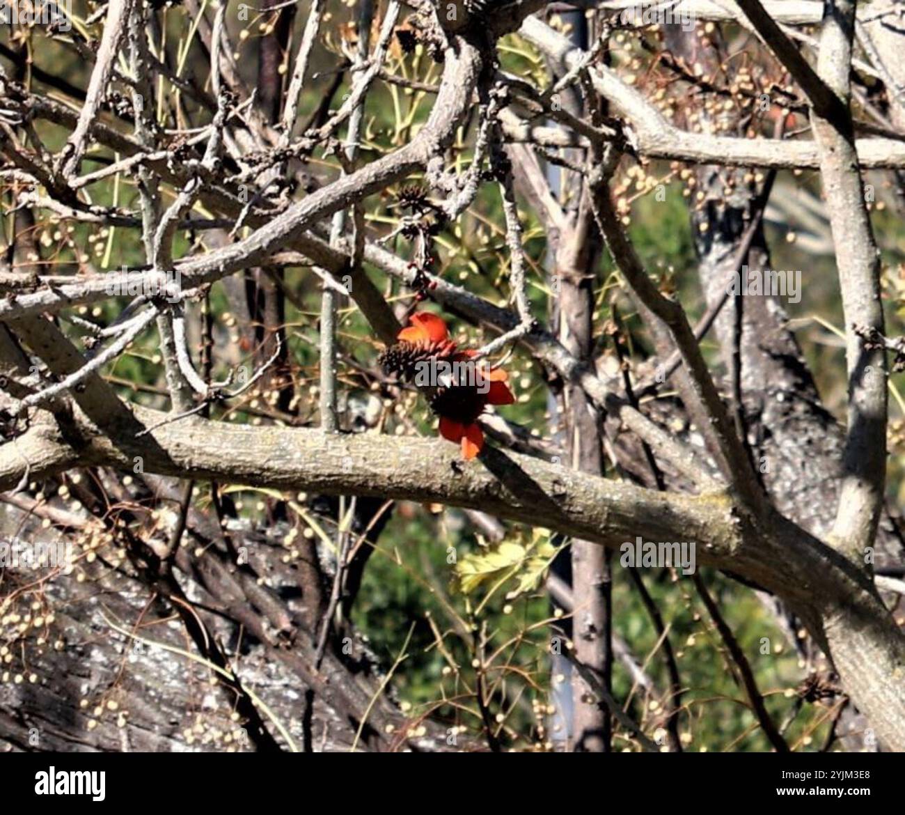 South African Coral Tree (Erythrina caffra Stock Photo - Alamy