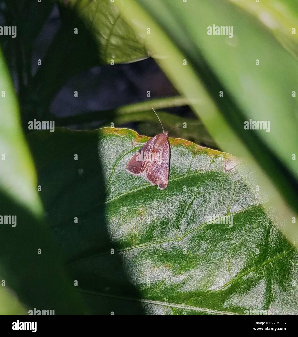Wedgling Moth (Galgula partita Stock Photo - Alamy