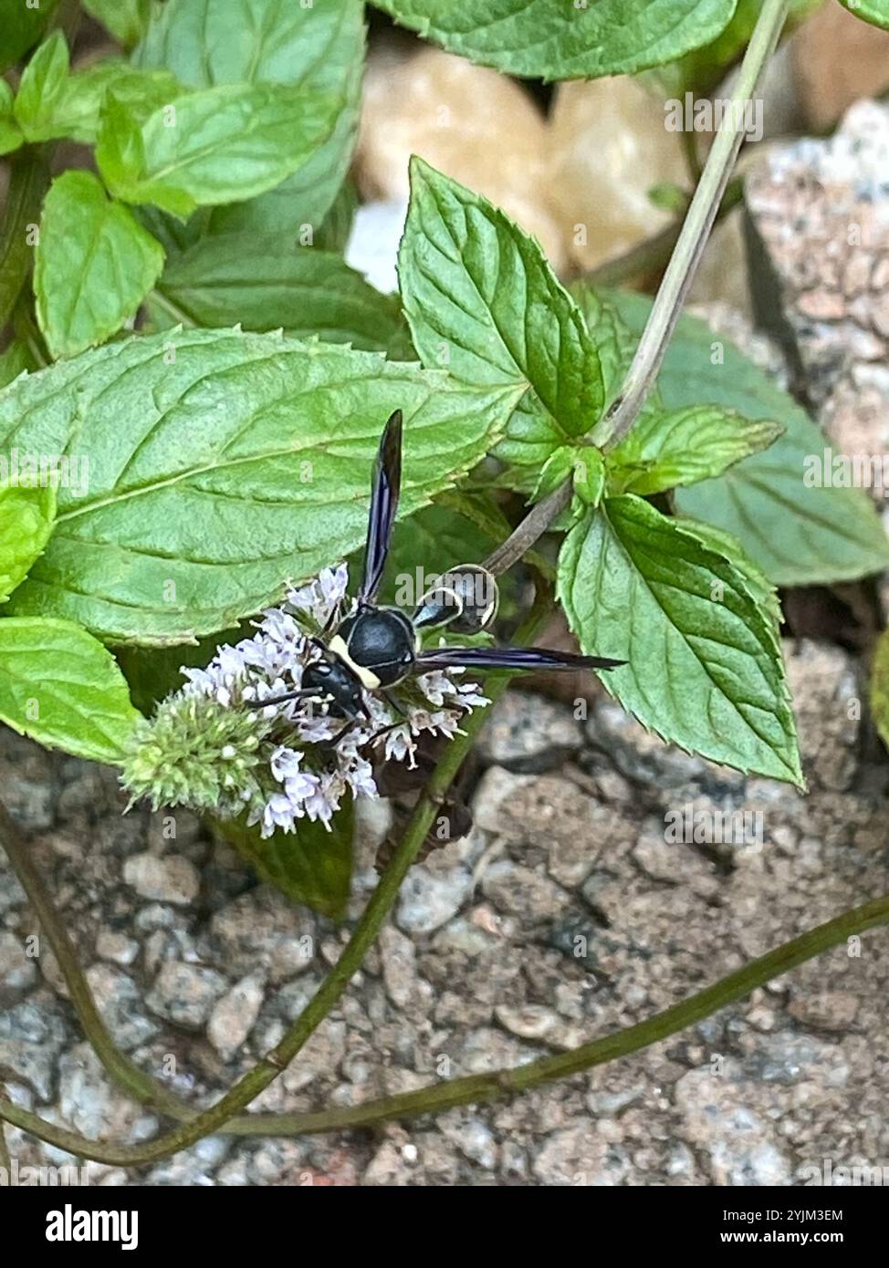 Fraternal Potter Wasp (Eumenes fraternus Stock Photo - Alamy