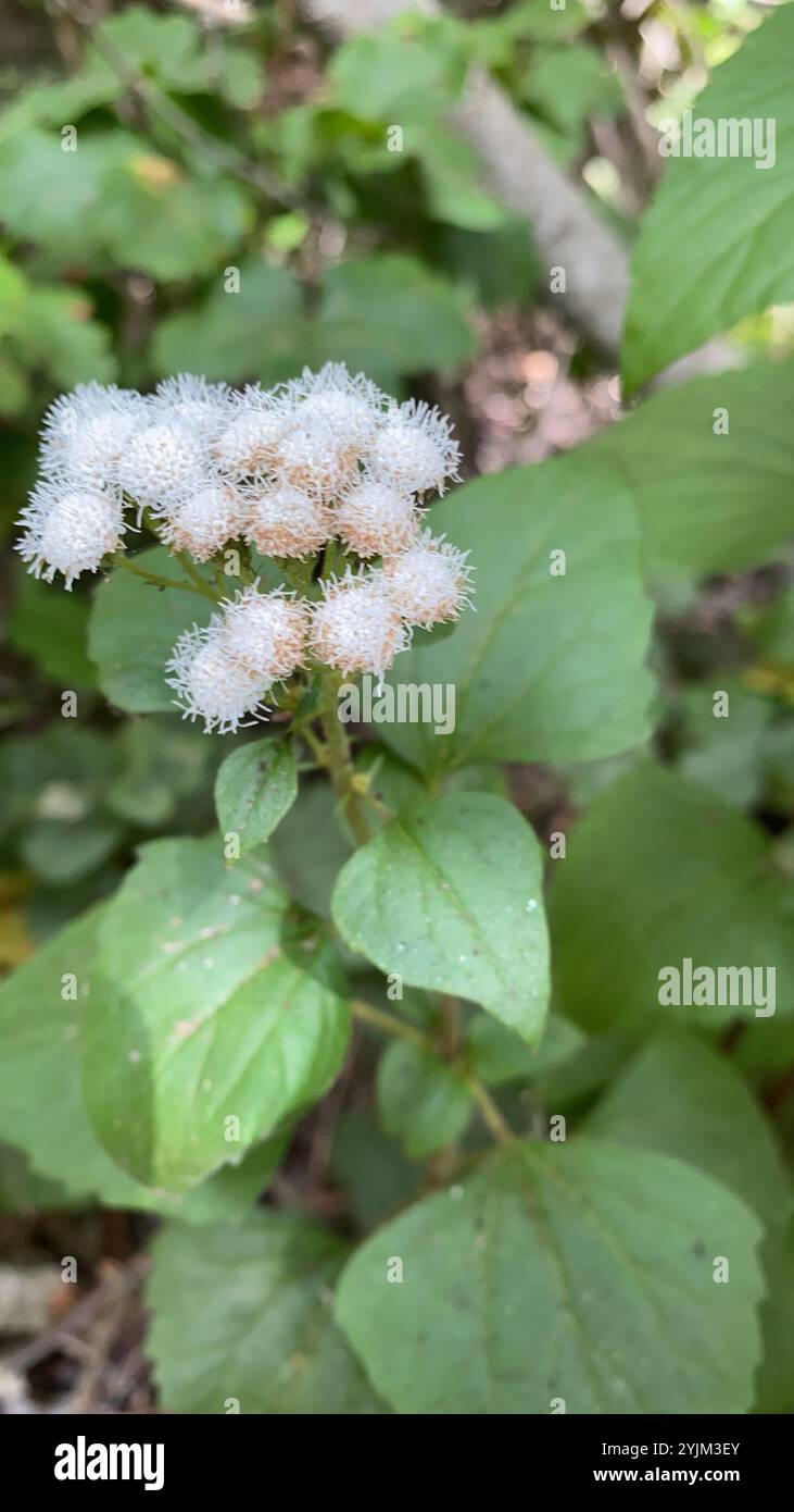 Crofton Weed (Ageratina adenophora Stock Photo - Alamy