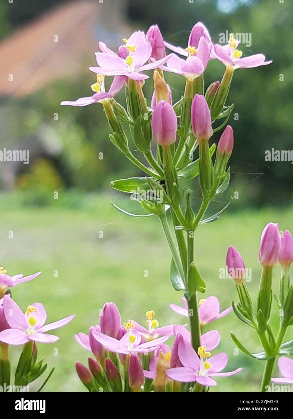 Common centaury (Centaurium erythraea Stock Photo - Alamy