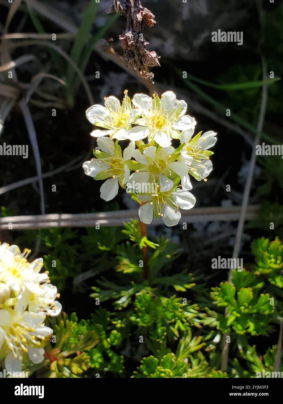 Partridgefoot (Luetkea pectinata Stock Photo - Alamy