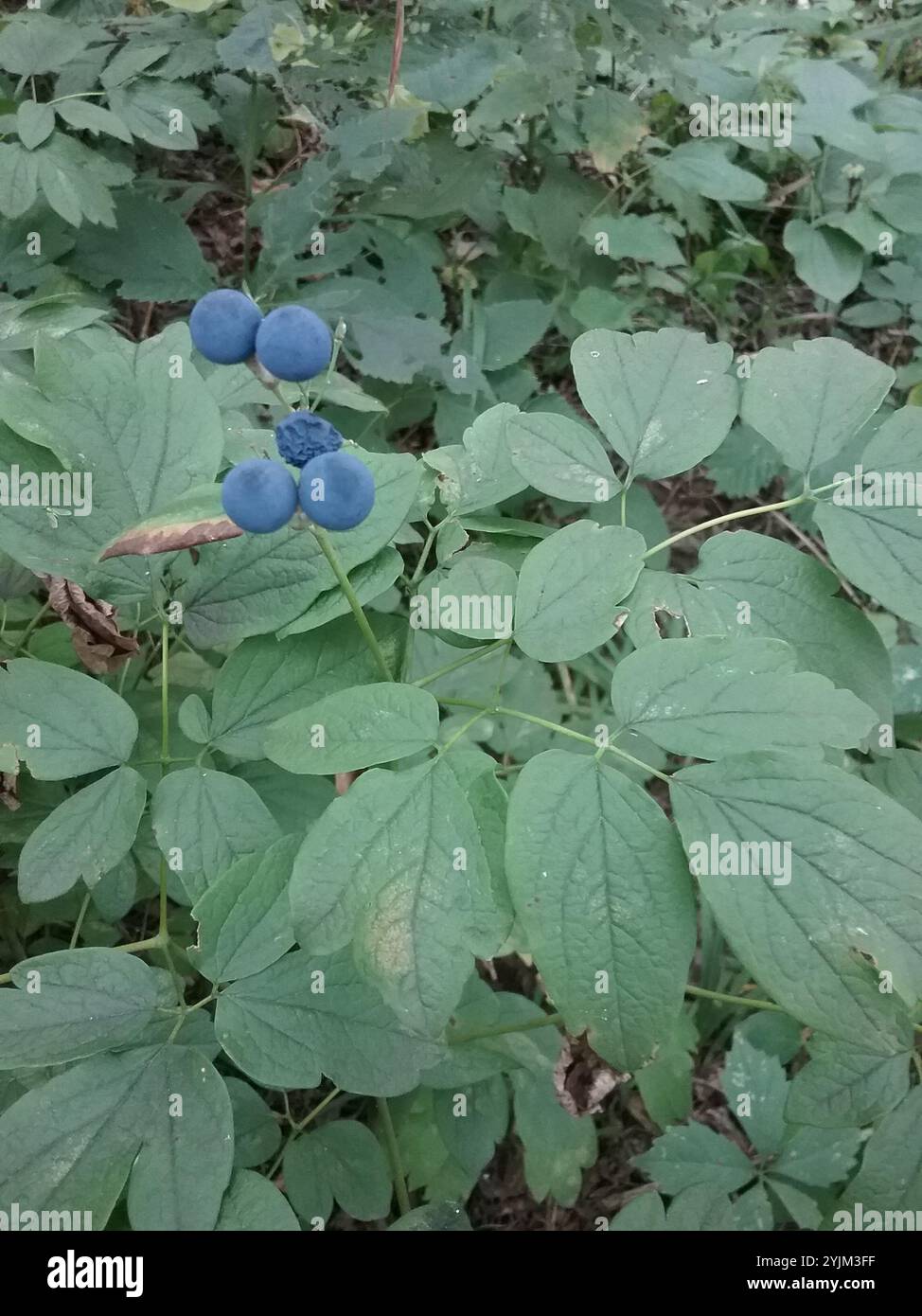 blue cohosh (Caulophyllum thalictroides Stock Photo - Alamy