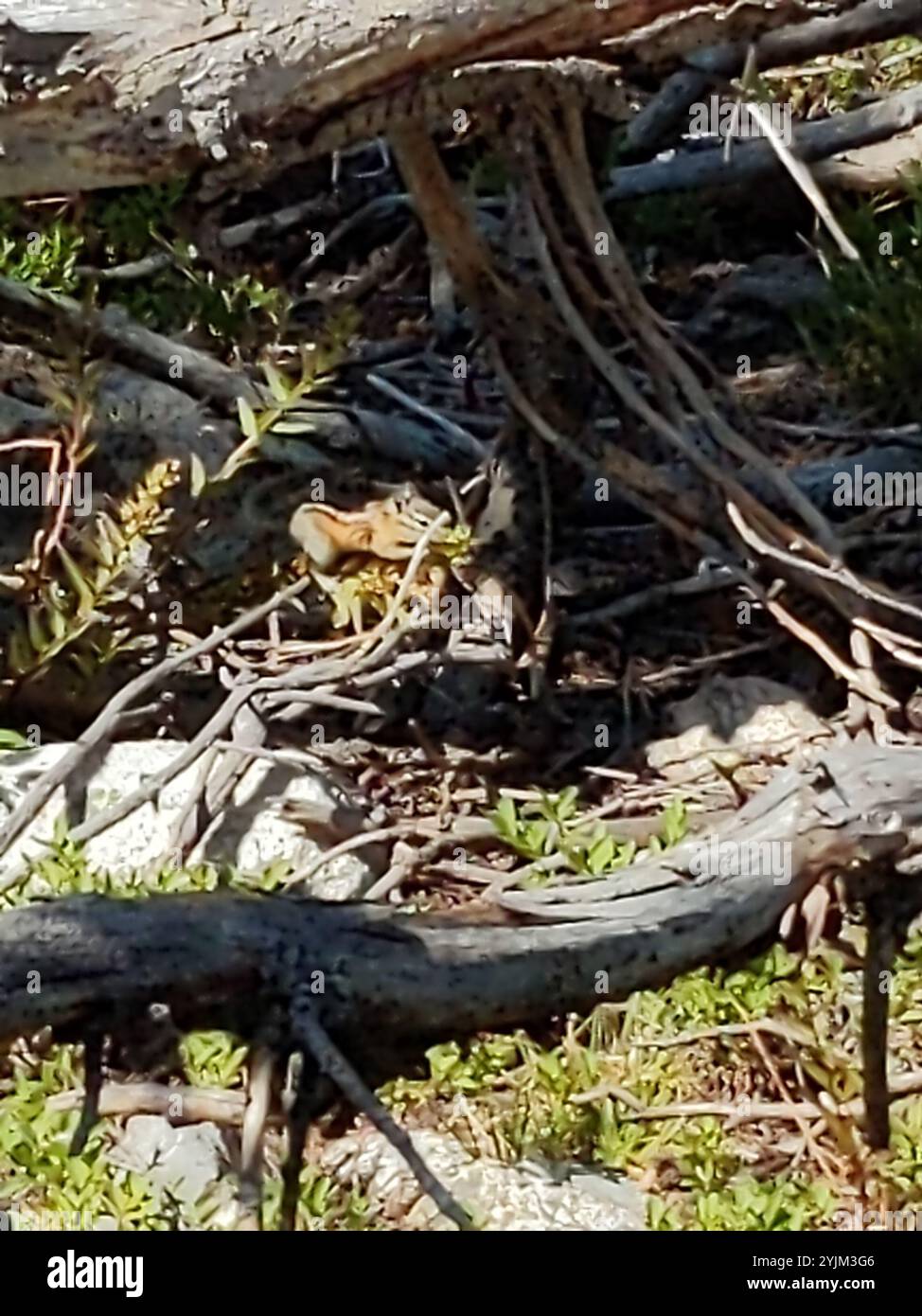 Least Chipmunk (Neotamias minimus Stock Photo - Alamy