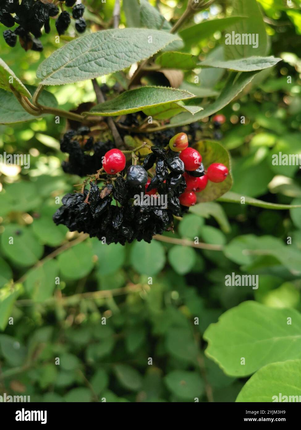 Wayfaring-tree (Viburnum lantana Stock Photo - Alamy