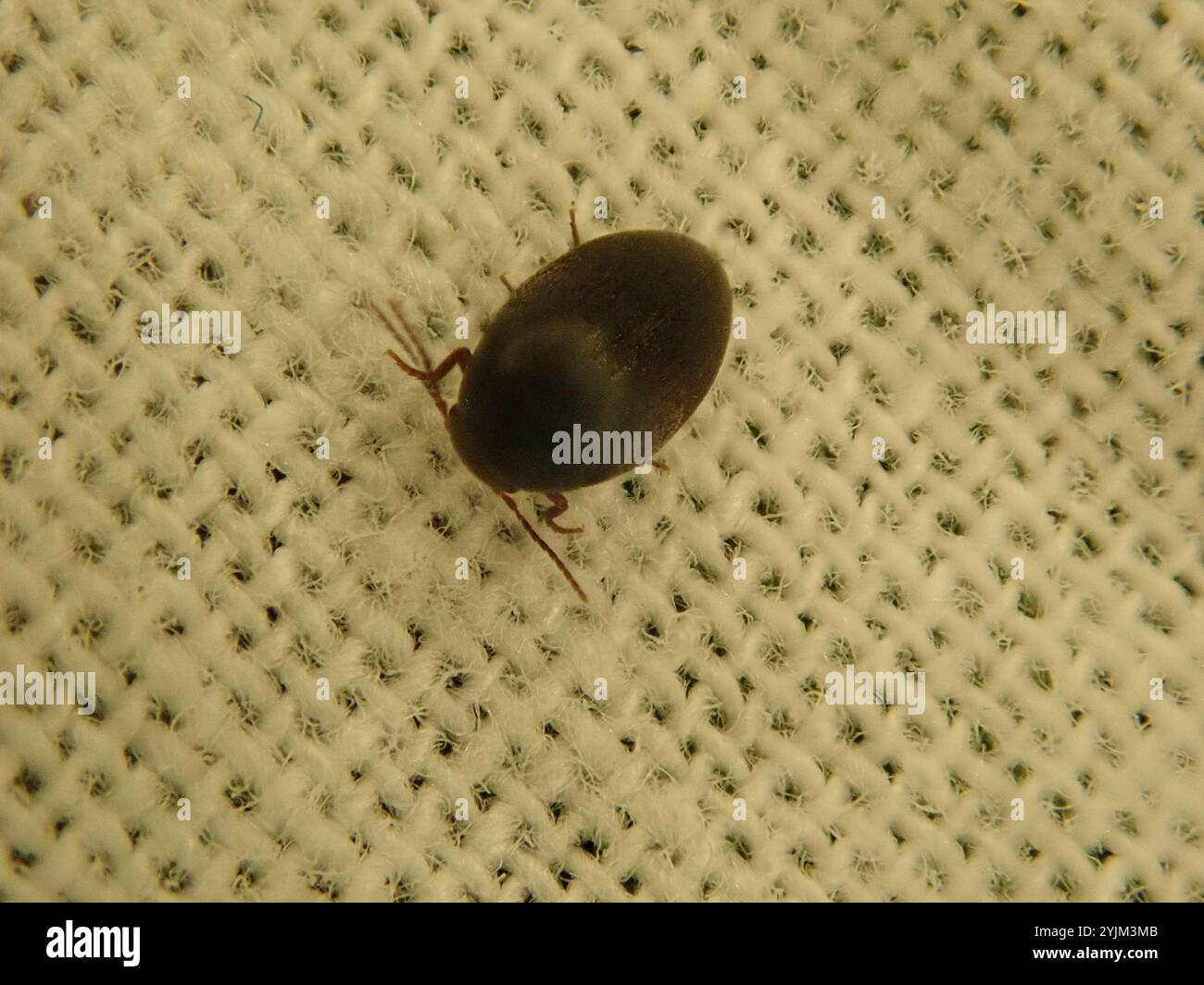 Plate thigh beetles hi-res stock photography and images - Alamy