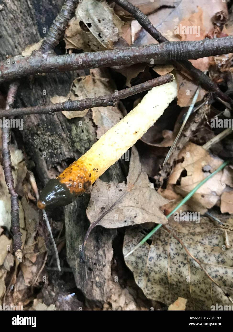 dog stinkhorn (Mutinus caninus Stock Photo - Alamy
