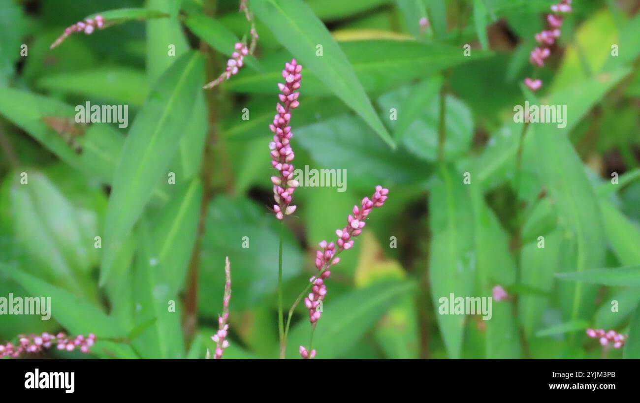 low smartweed (Persicaria longiseta Stock Photo - Alamy