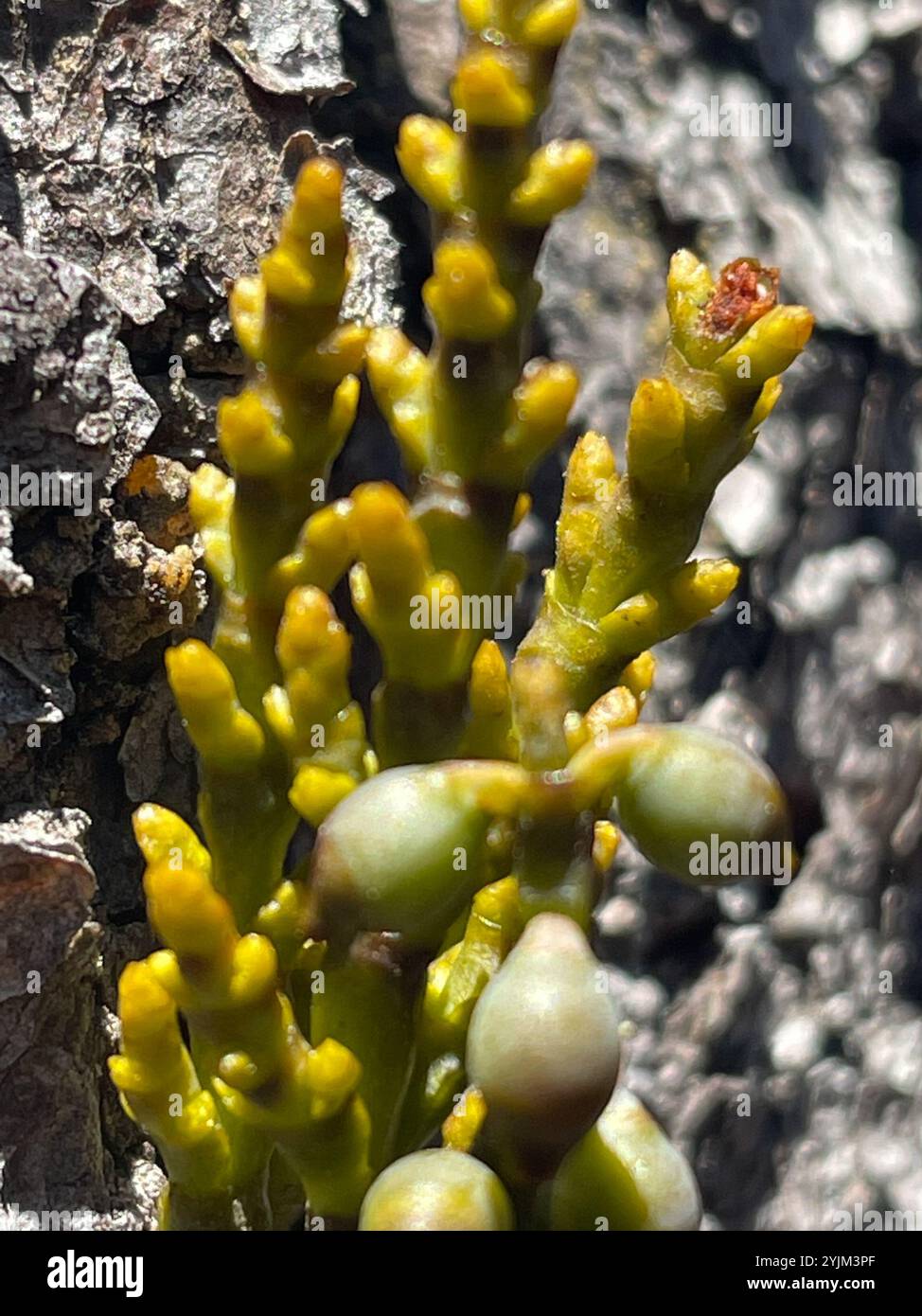 Coastal Dwarf-Mistletoe (Arceuthobium littorum Stock Photo - Alamy