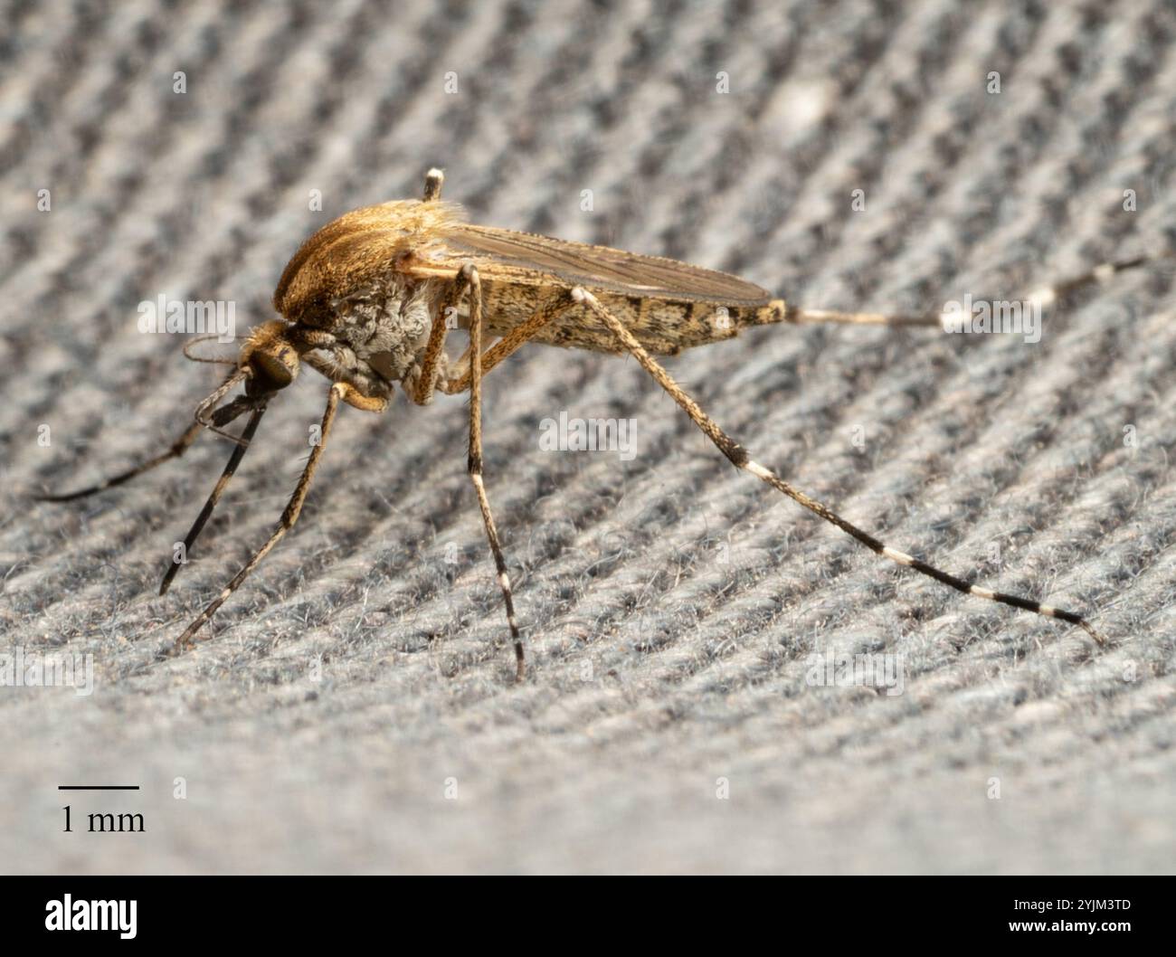 Ochlerotatus hi-res stock photography and images - Alamy