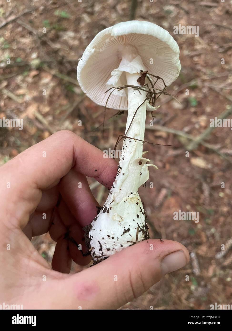 Eastern North American Destroying Angel (Amanita bisporigera Stock ...