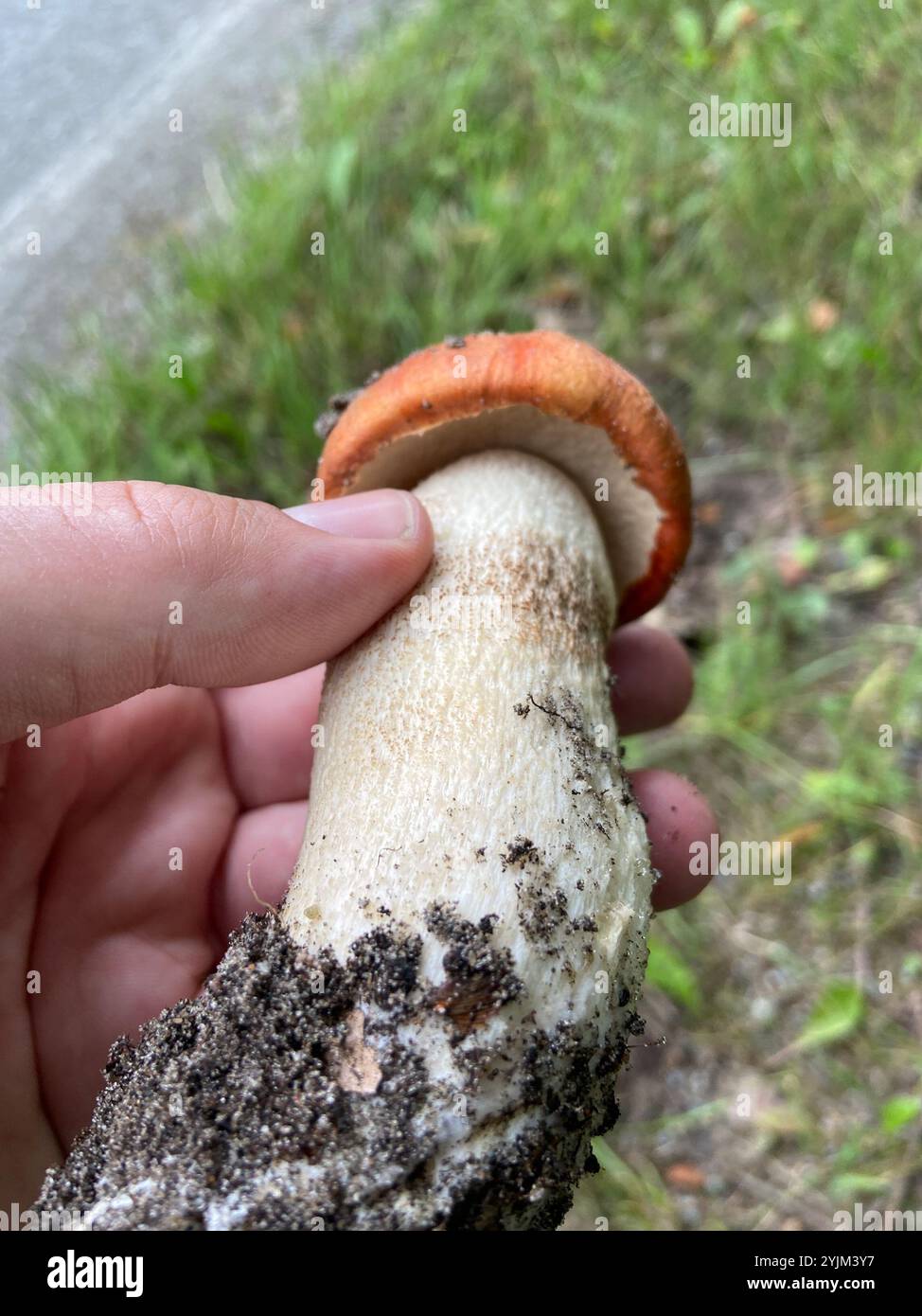 Red-capped Scaber Stalk (Leccinum aurantiacum Stock Photo - Alamy