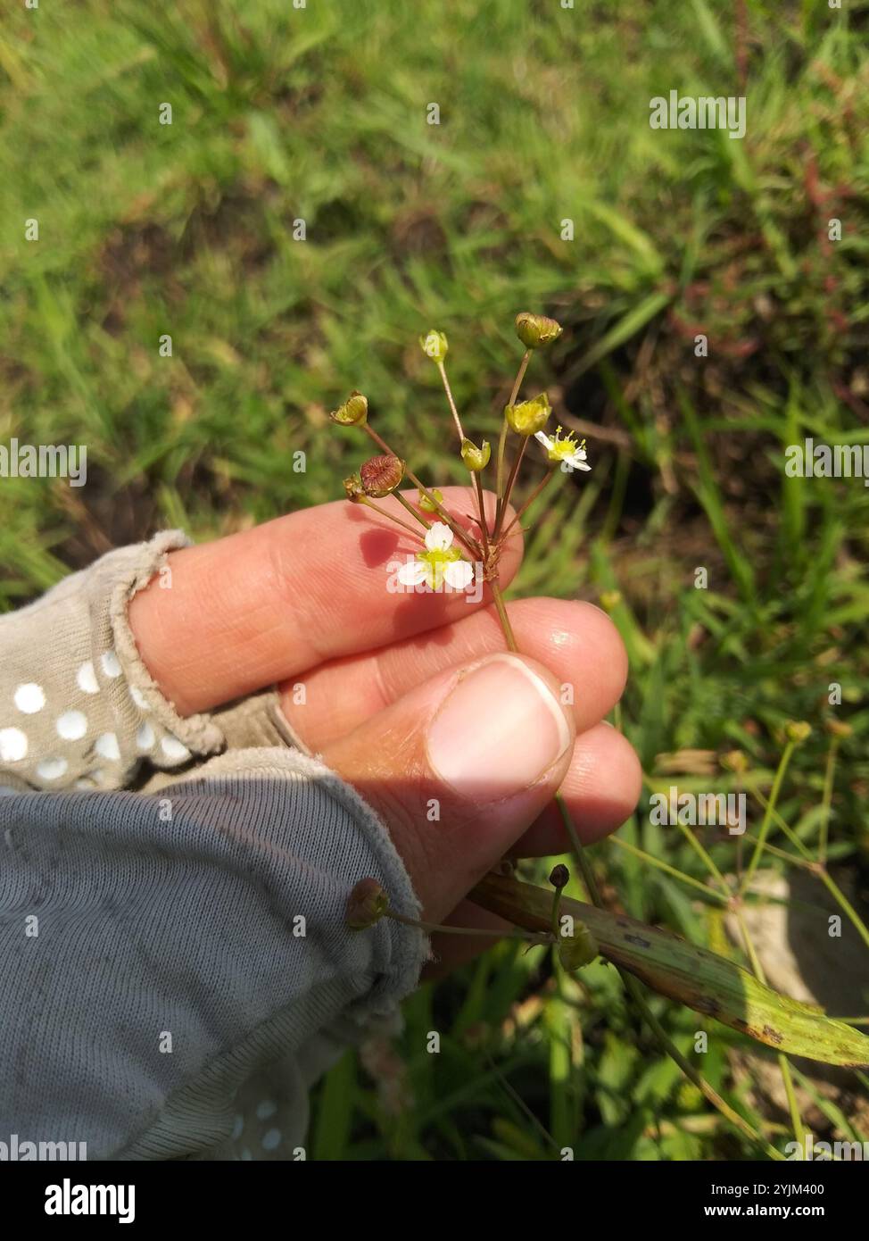 northern water-plantain (Alisma triviale Stock Photo - Alamy