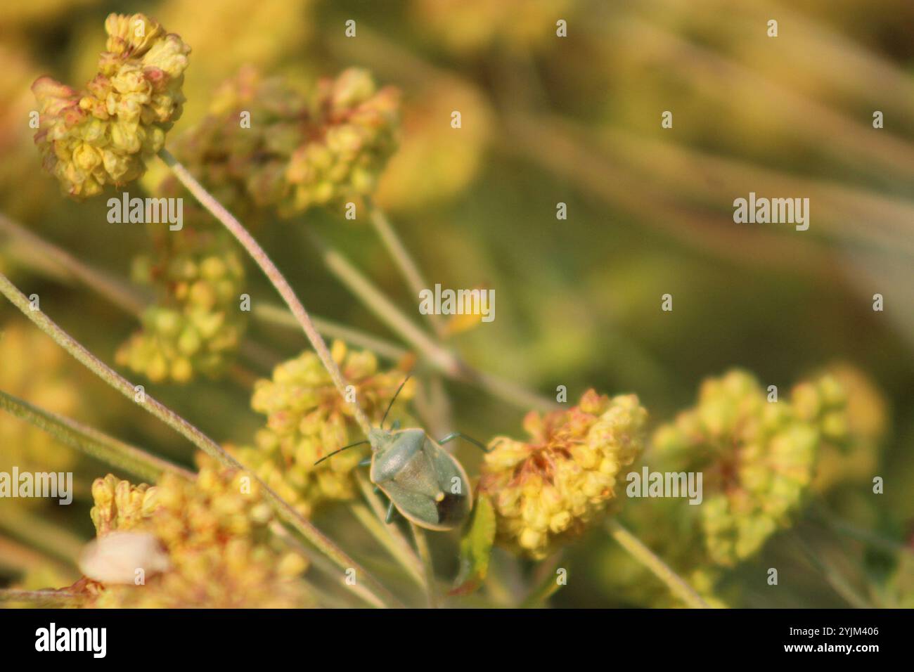 Chlorochroa hi-res stock photography and images - Alamy