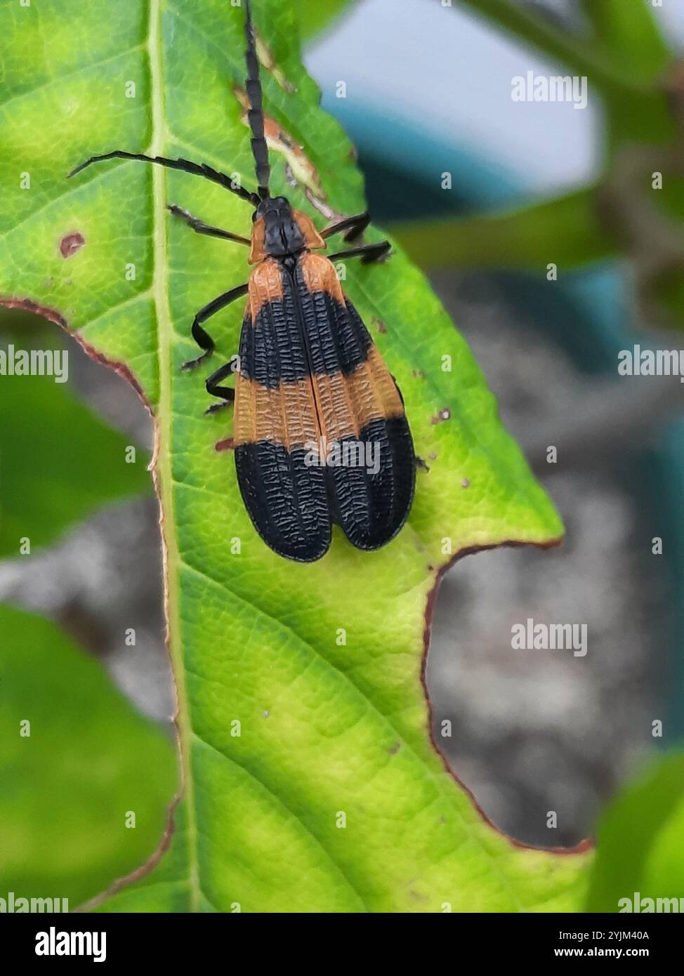 Reticulated Net-winged Beetle (Calopteron reticulatum Stock Photo - Alamy