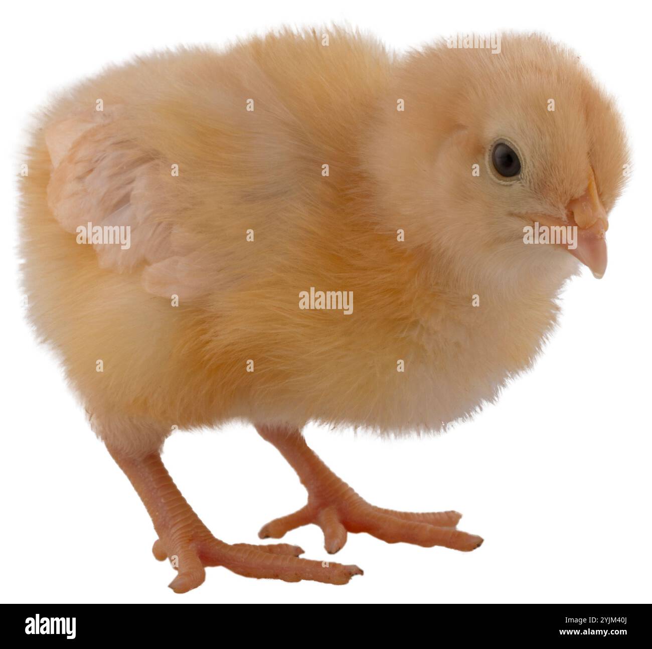 Isolated young and bright buff orpington chicken chick bending over ...