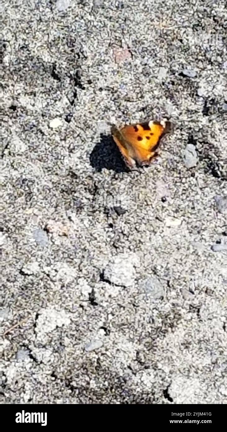 California Tortoiseshell (Nymphalis californica Stock Photo - Alamy