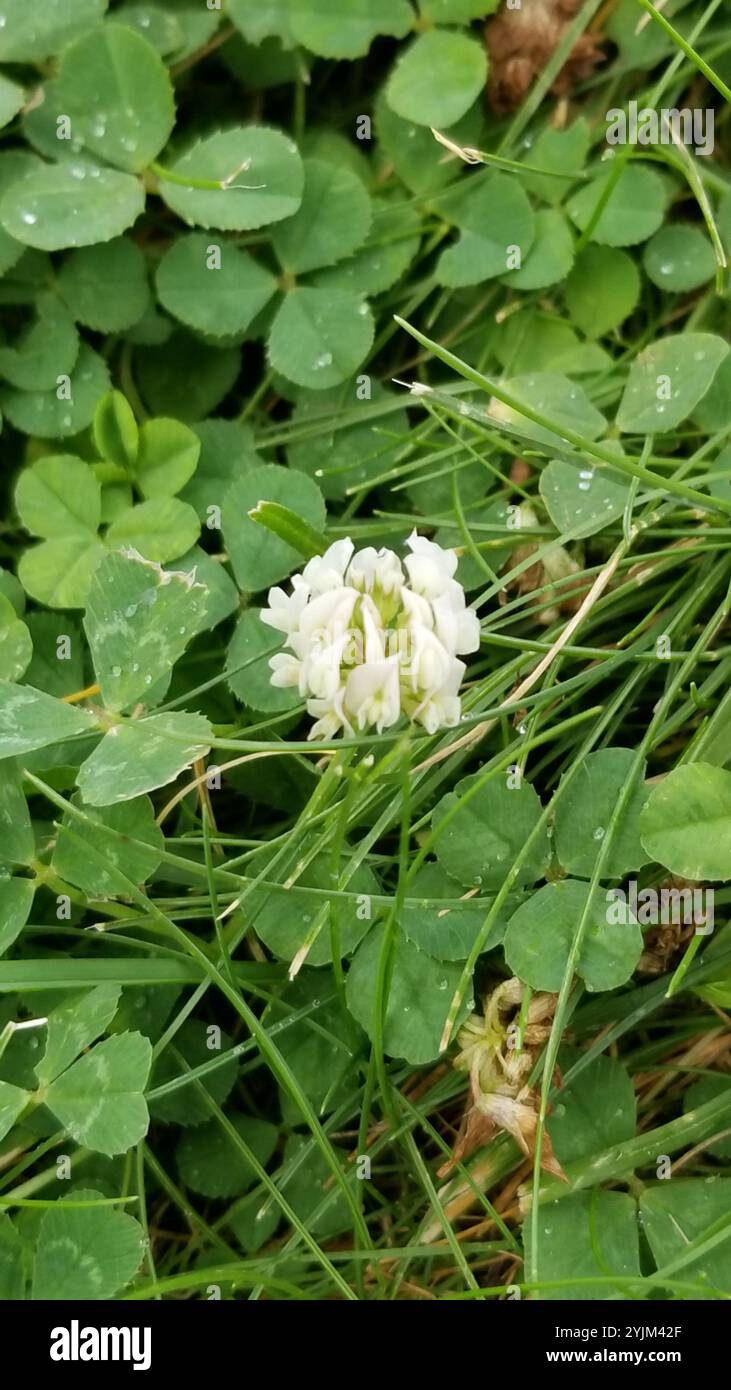 white clover (Trifolium repens Stock Photo - Alamy