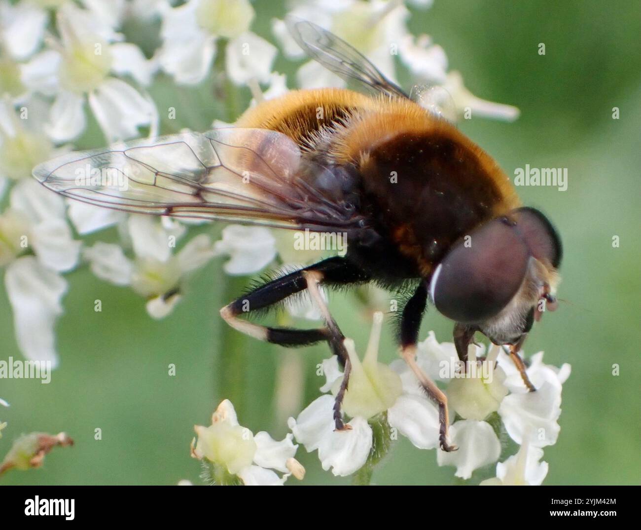 Furry Dronefly (Eristalis intricaria Stock Photo - Alamy