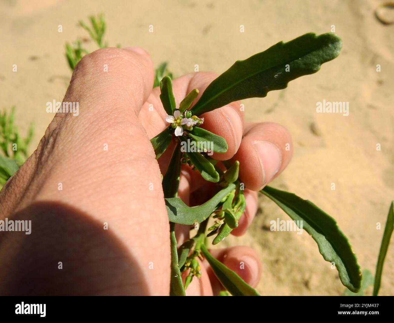 lake rocket (Cakile edentula lacustris Stock Photo - Alamy